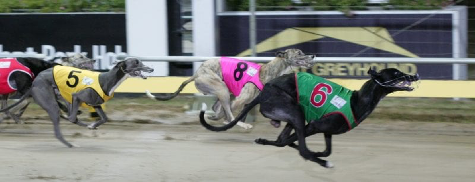 Greyhound Tips 10th December 2020 • PlayBook