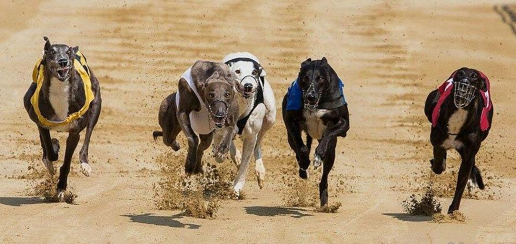 Greyhounds Tips May 13th • PlayBook