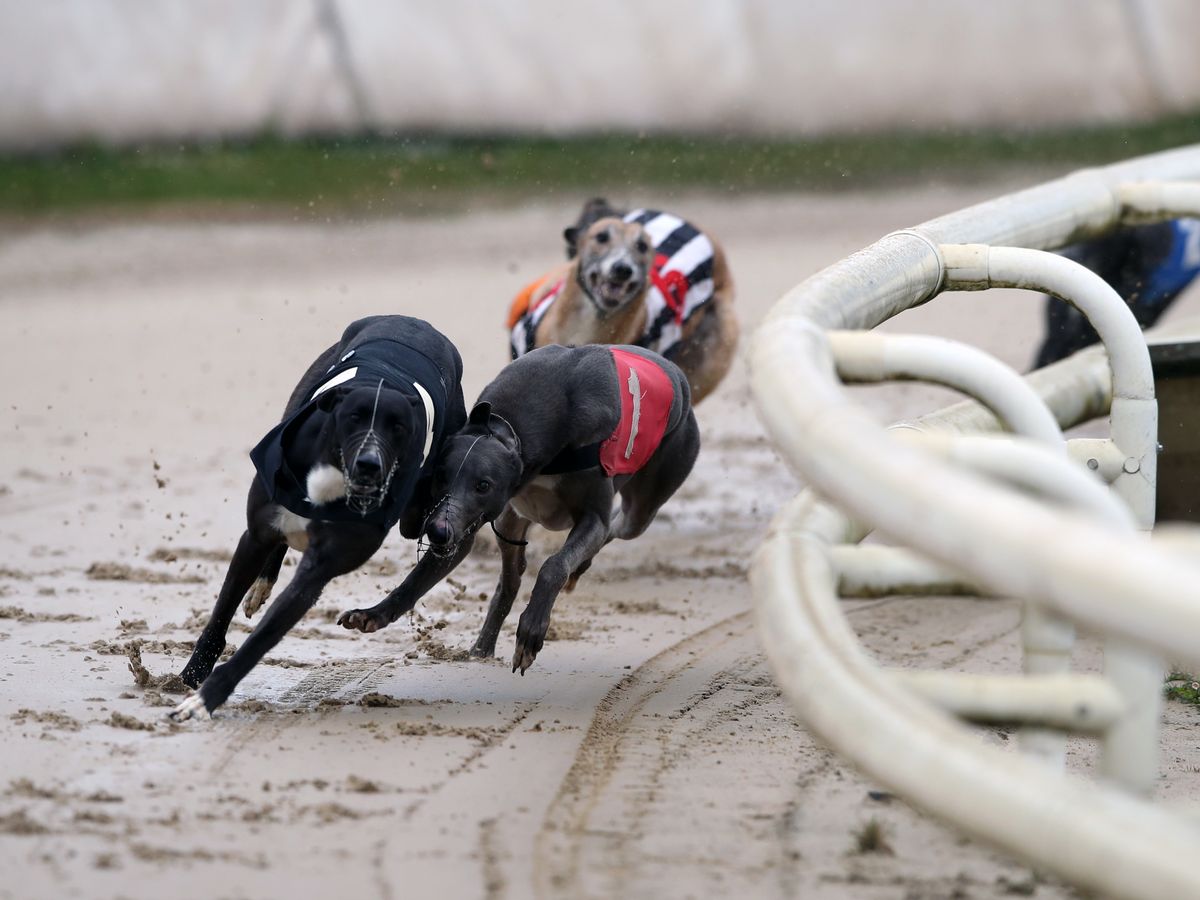 Greyhounds Tips June 3rd • PlayBook