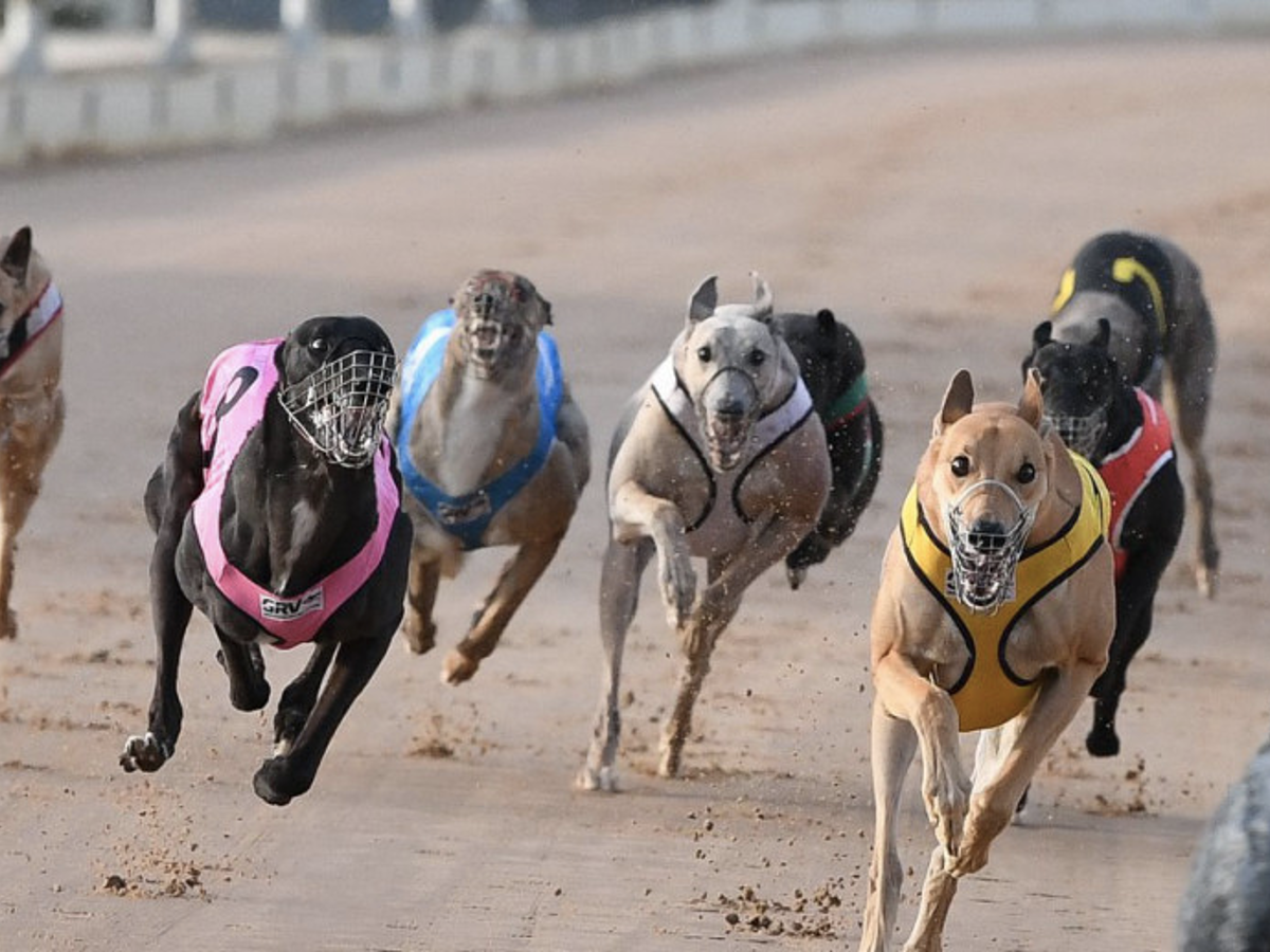 Greyhounds Tips June 17th • PlayBook
