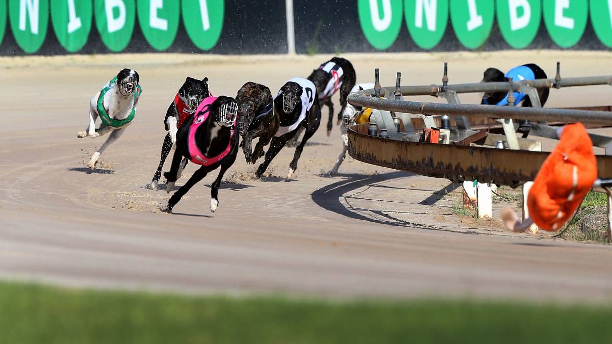 Greyhound Tips August 6th • PlayBook