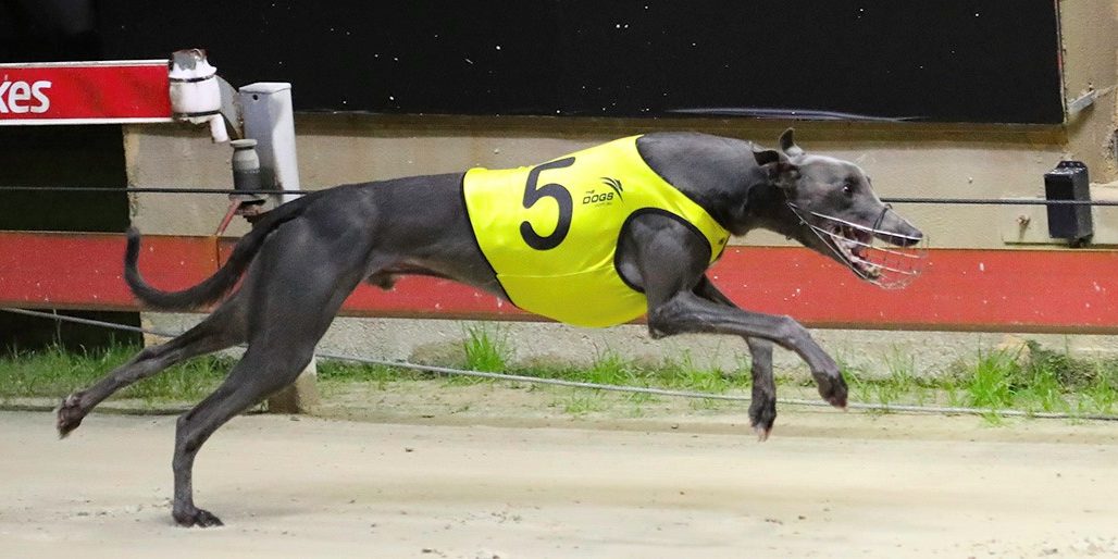 Greyhound Tips: 28th May • PlayBook