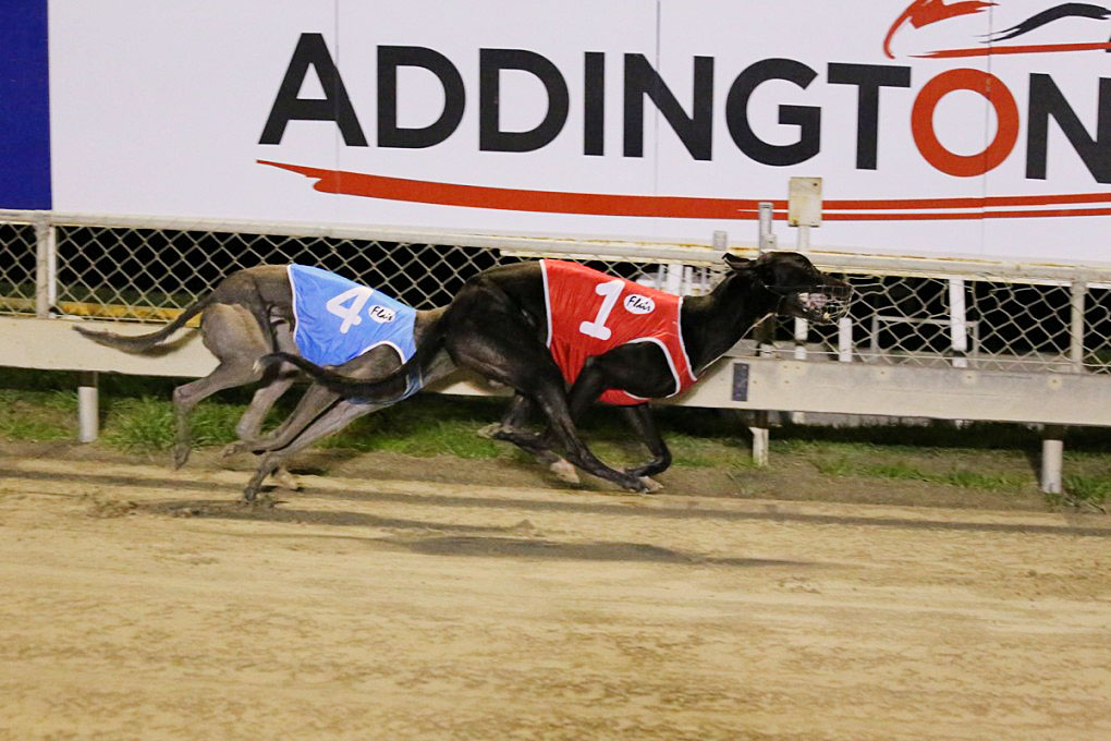 Greyhound Tips: 11th August • PlayBook
