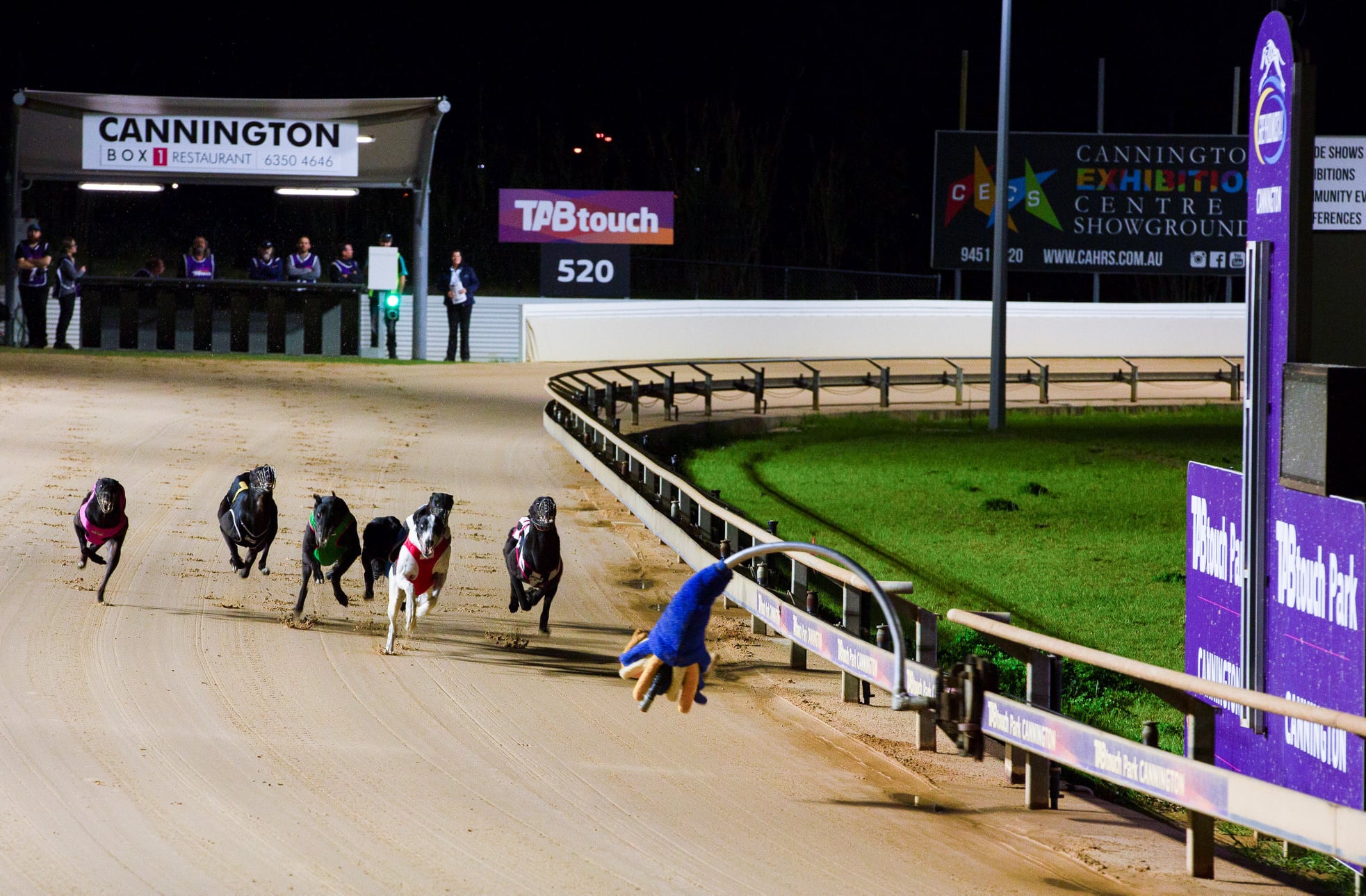 Greyhound Tips: 27th August • PlayBook