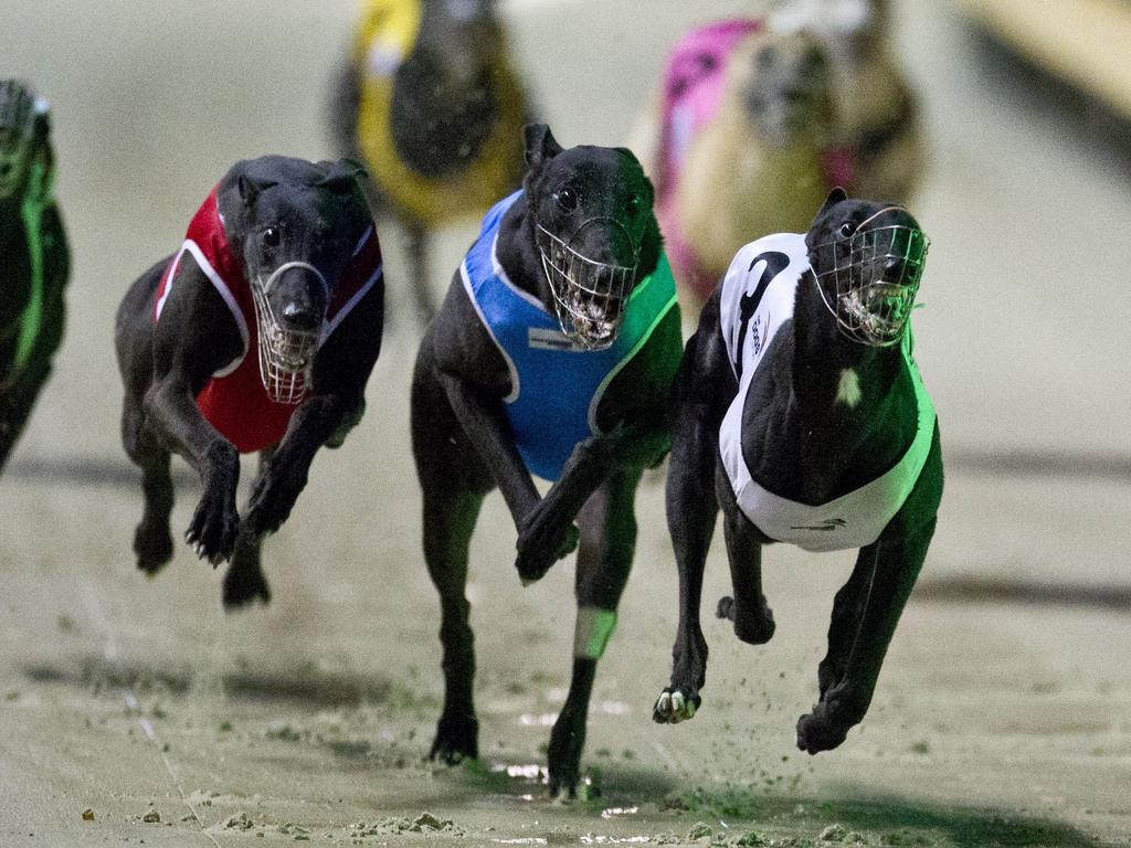 Greyhound Tips: 27th August • PlayBook