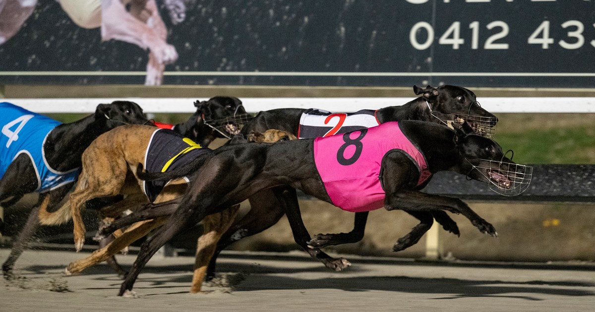 Greyhound Tips: 20th October • PlayBook