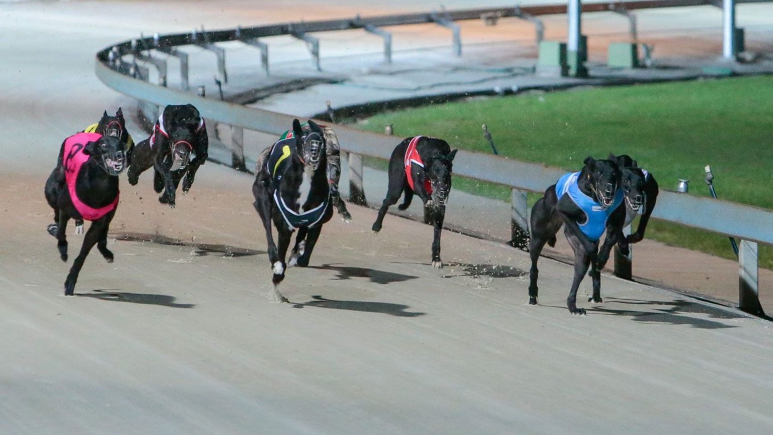 Greyhound Tips: 27th October • PlayBook