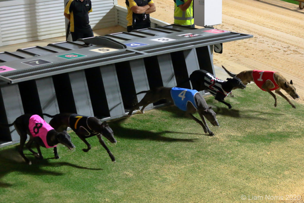 Greyhound Tips: 14th October • PlayBook
