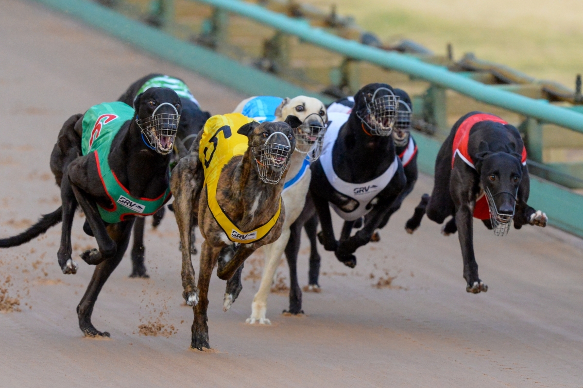 Greyhound Tips: 3rd December • PlayBook
