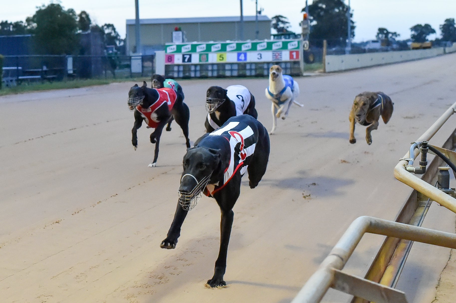 Greyhound Tips: 18th March • PlayBook
